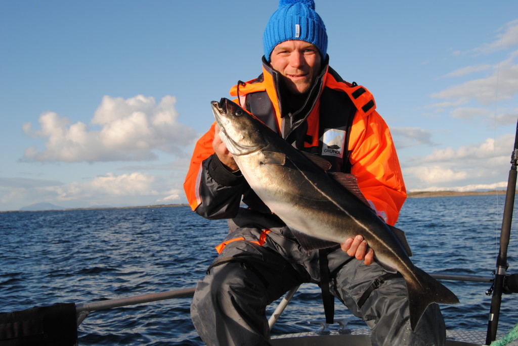 Pollack | Willkommen bei raubfischer-des-nordens.de